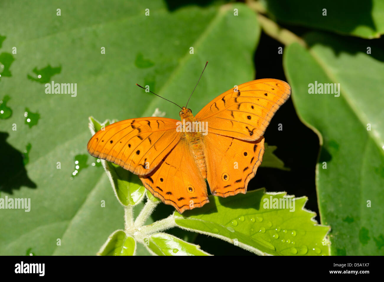 The Cruiser Butterfly (Vindula arsinoe) male at rest, Queensland ...