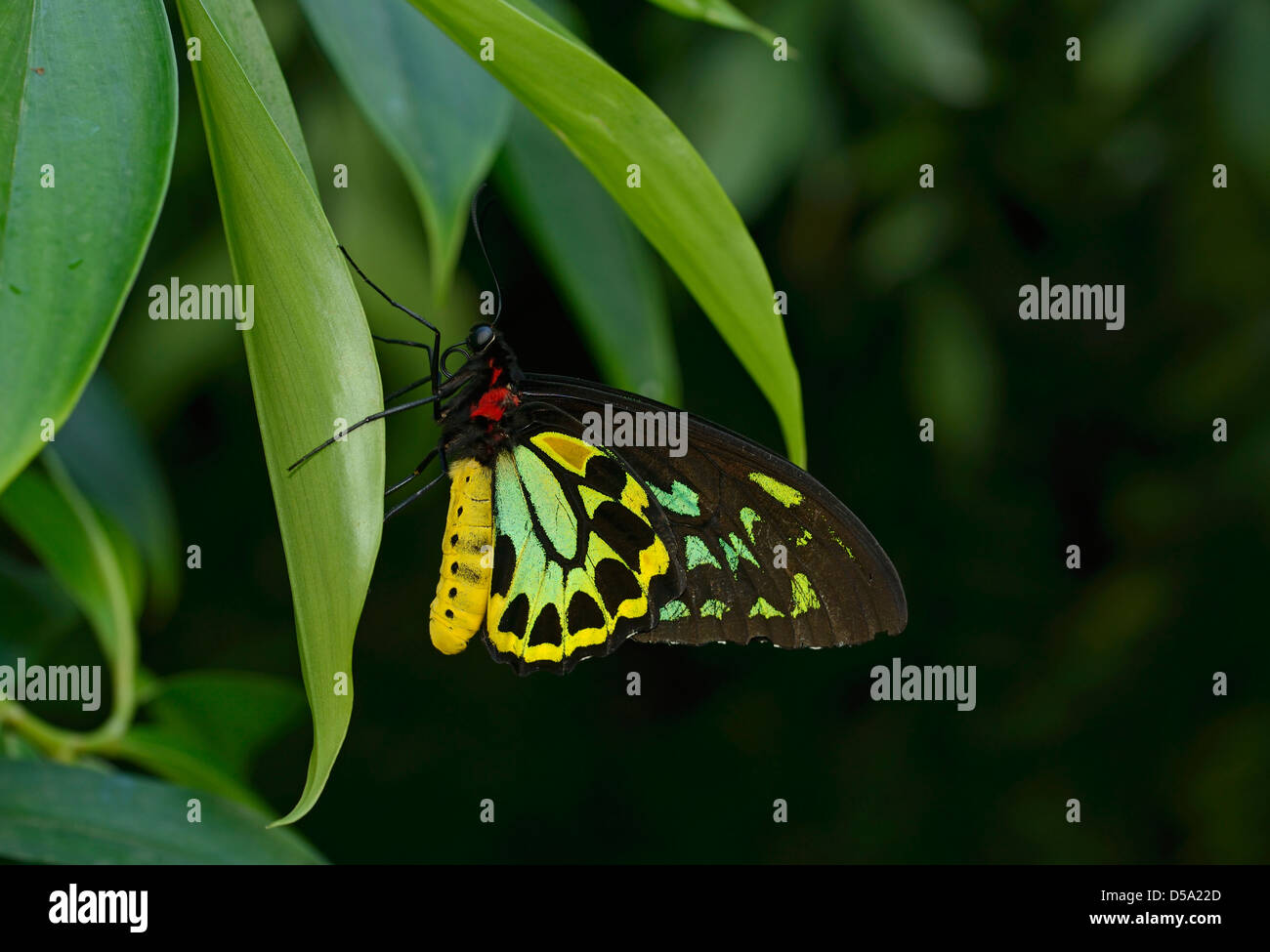 Queen Alexandra Birdwings Ornithoptera Alexandrae Butterfly, 40% OFF