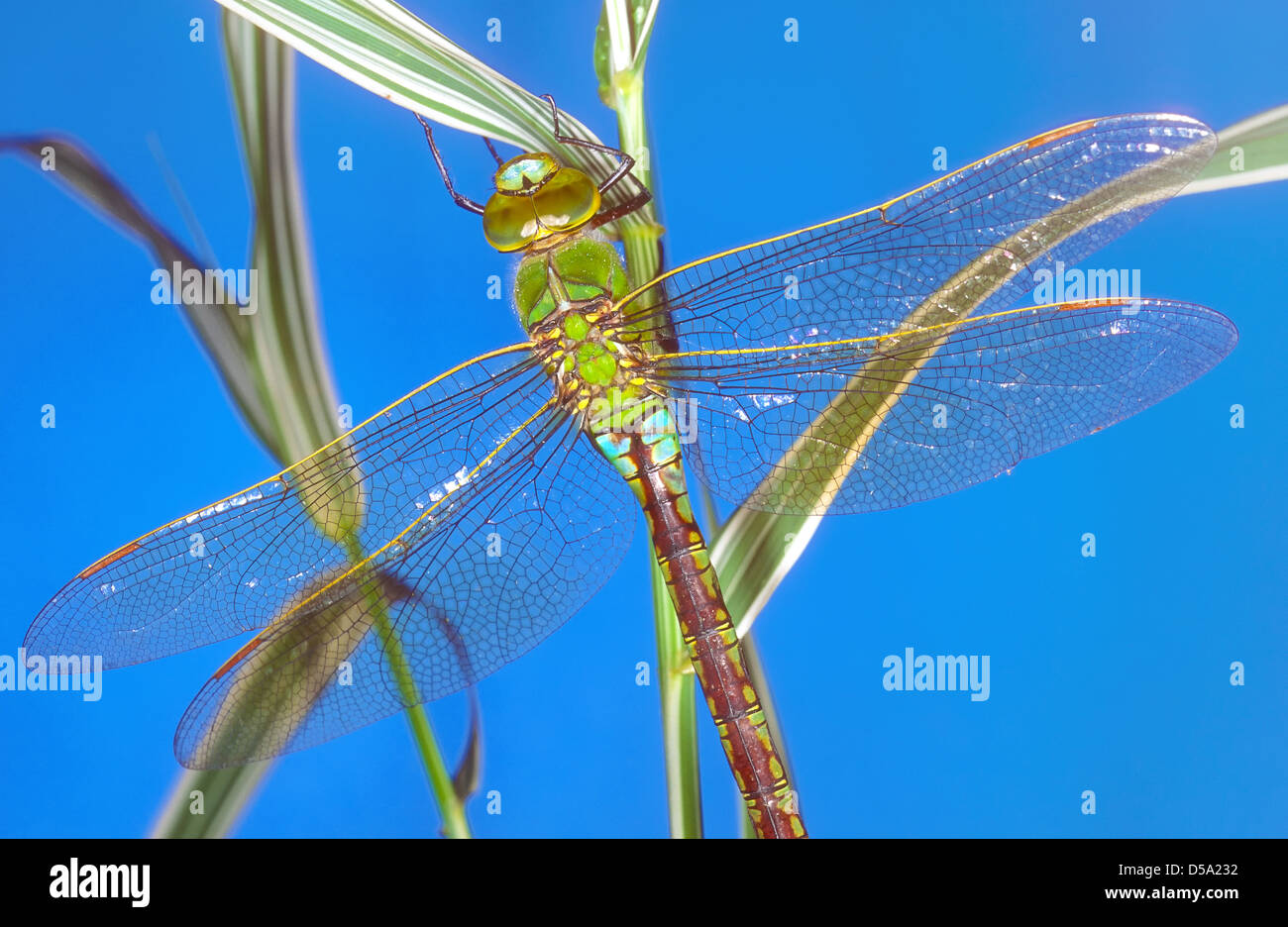 Female common hawker dragonfly hi-res stock photography and images - Alamy