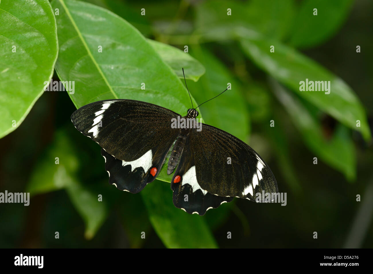 Orchard swallowtail butterfly hi-res stock photography and images - Alamy