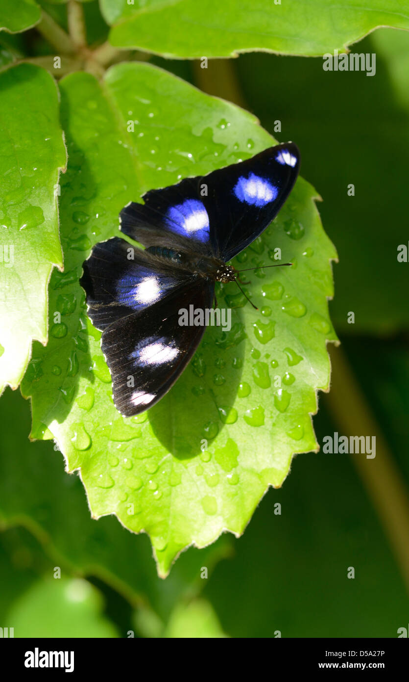 Common Eggfly Butterfly (Hypolimnas bolina) male at rest on leaf ...
