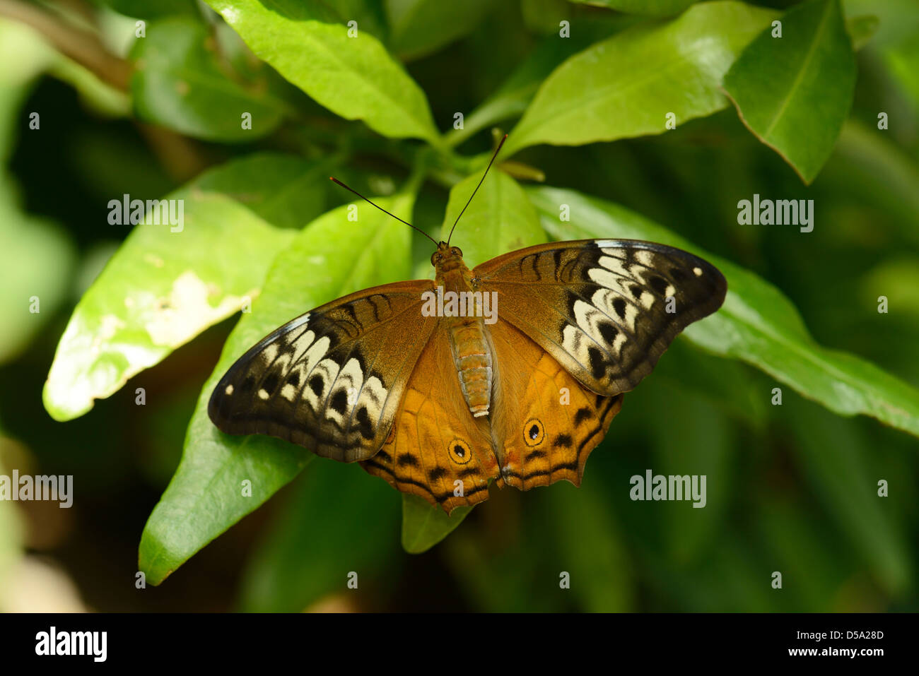 The Cruiser Butterfly (Vindula arsinoe) female at rest on leaf ...