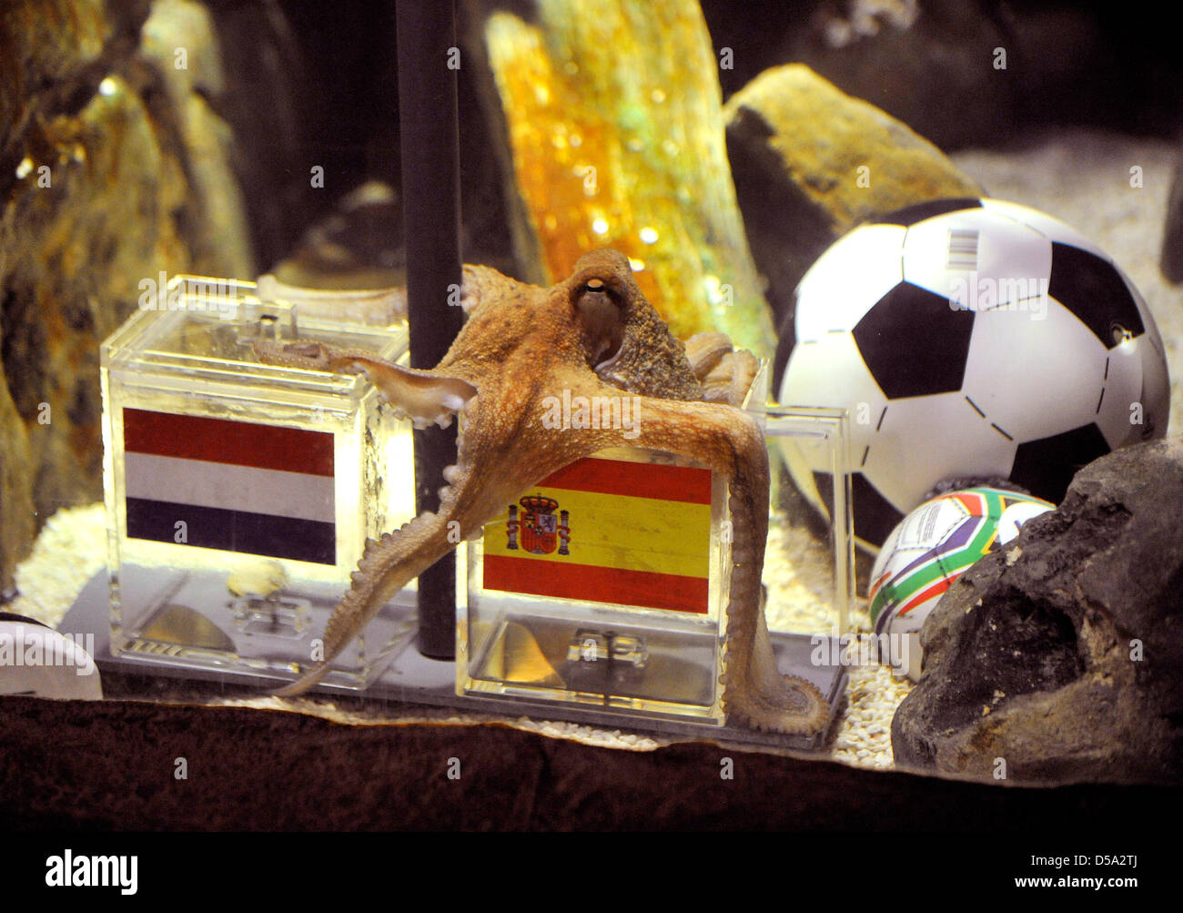 Octopus Paul, soccer oracle of the Sea Life in Oberhausen, Germany ...