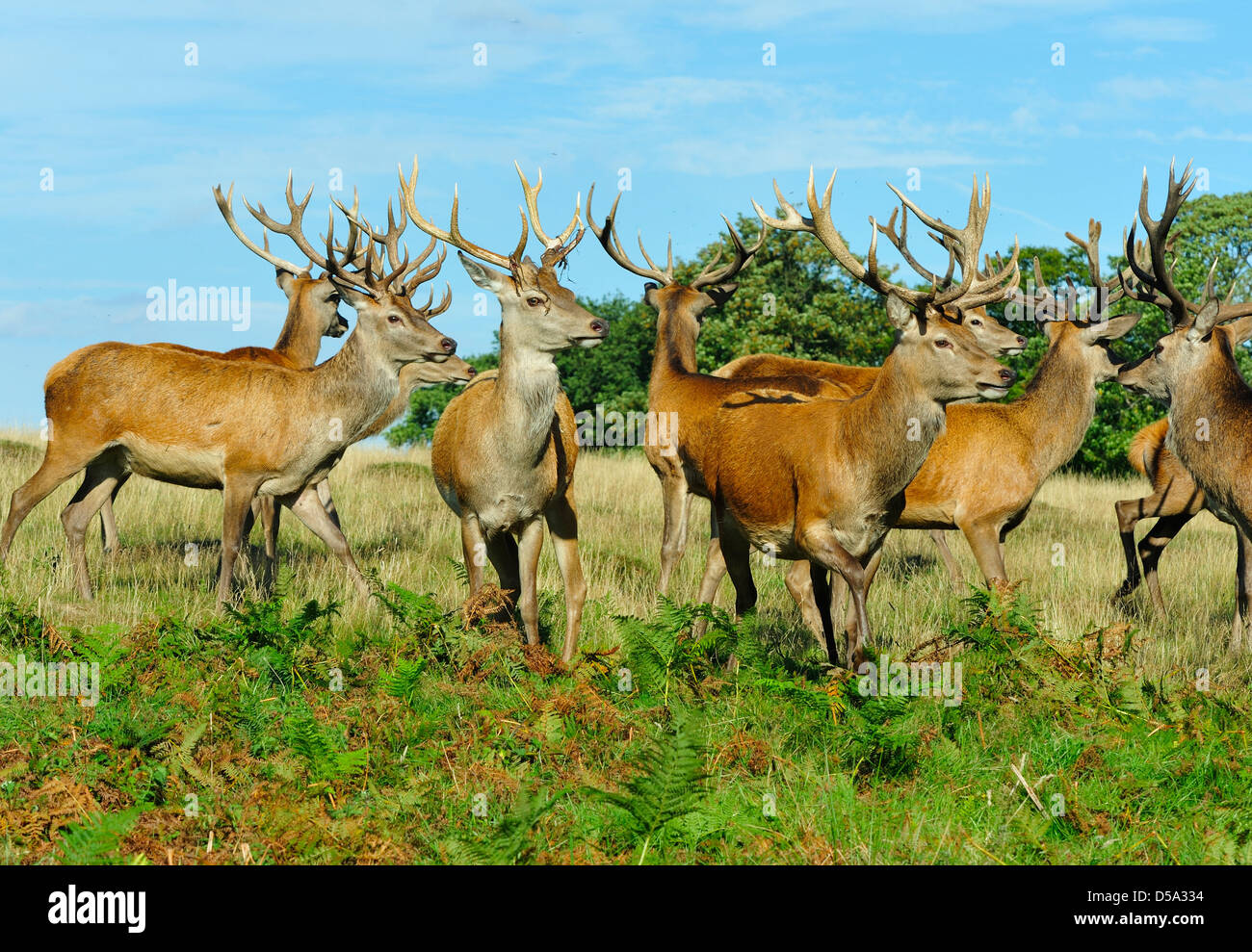 Mob of deer hi-res stock photography and images - Alamy
