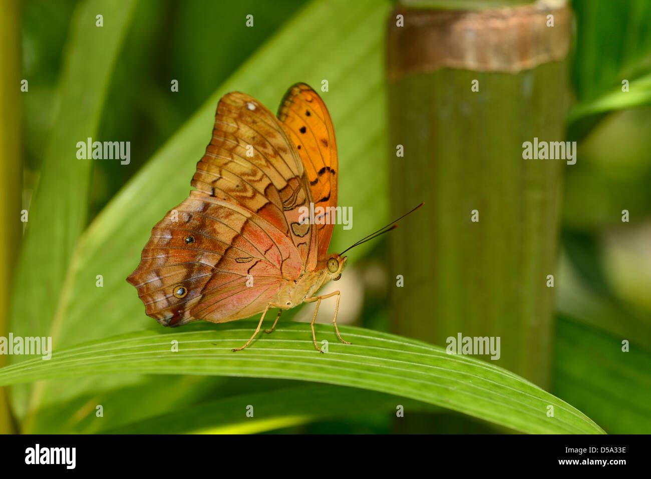 Cruiser butterfly wing hi-res stock photography and images - Alamy