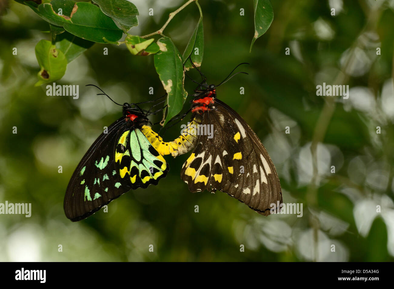 Cairns birdwing male female hi-res stock photography and images - Alamy