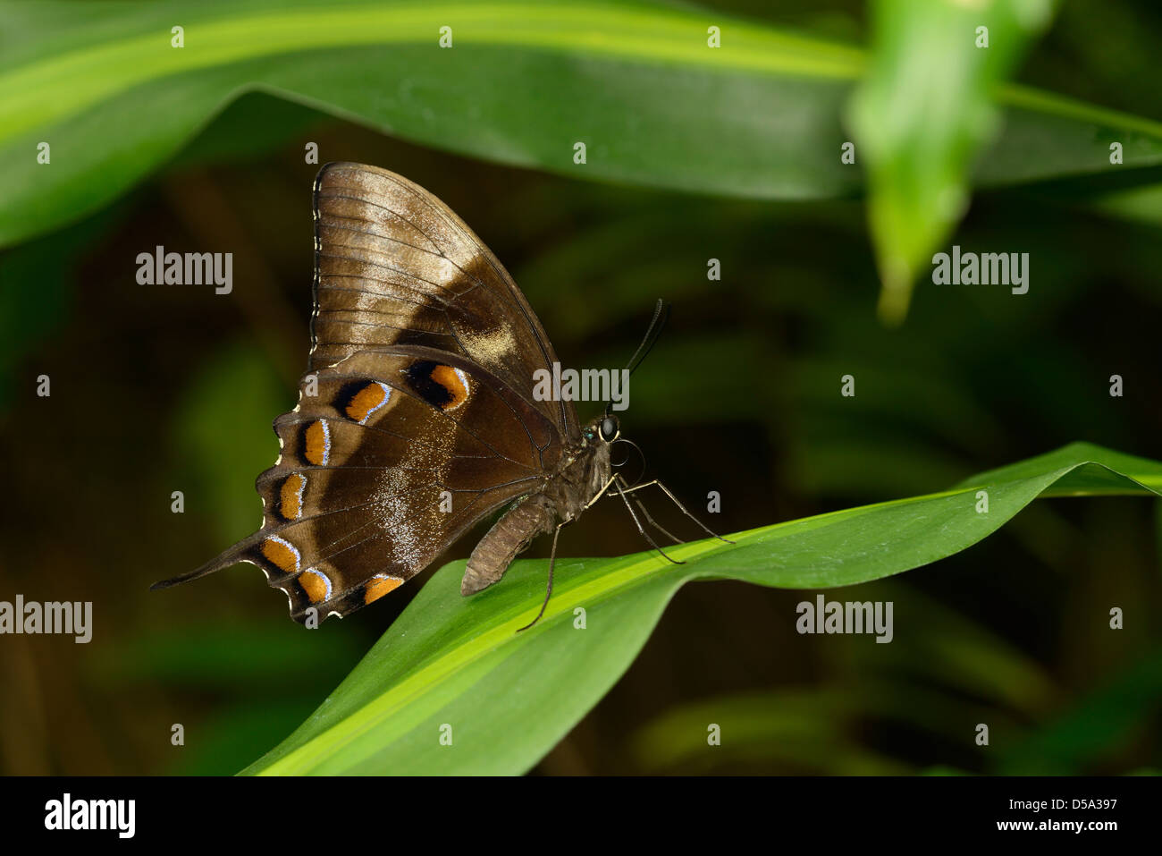 Ulysses Butterfly Facts
