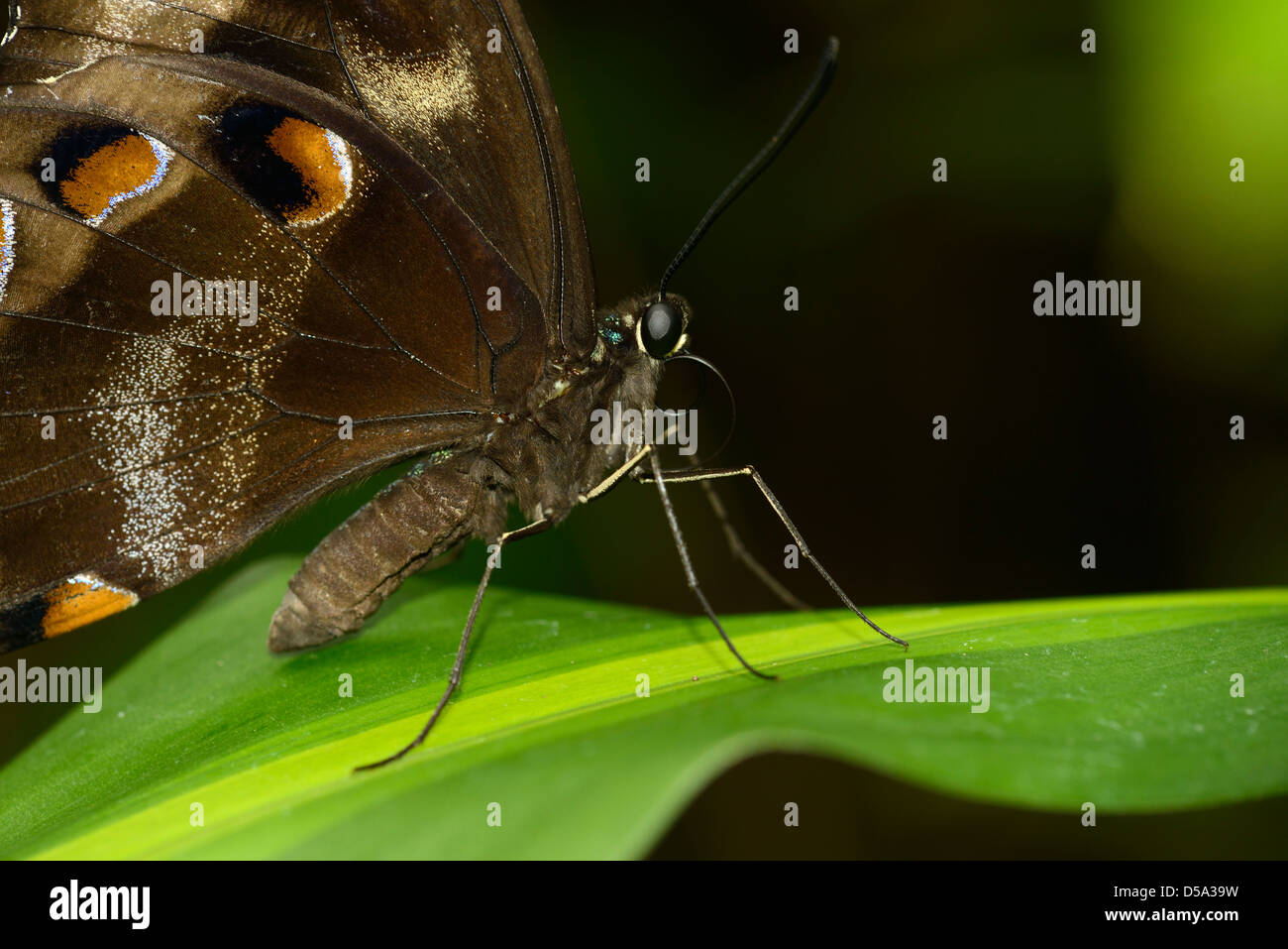Ulysses Butterfly (Papilio ulysses joesa) at rest on leaf with wings ...