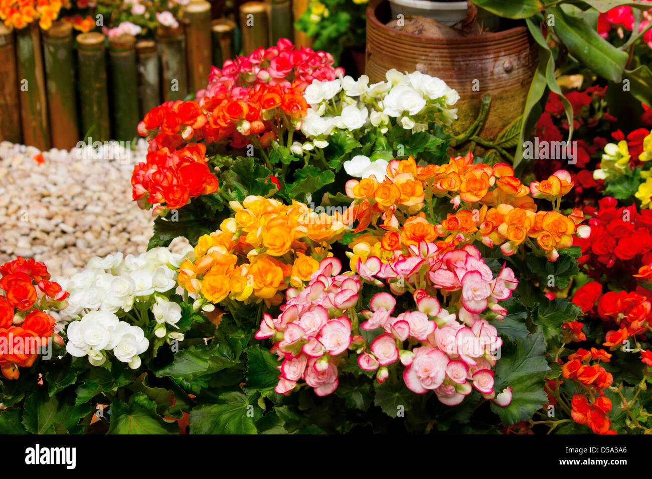 Bright background with colorful roses. Red, yellow, white flowers Stock ...