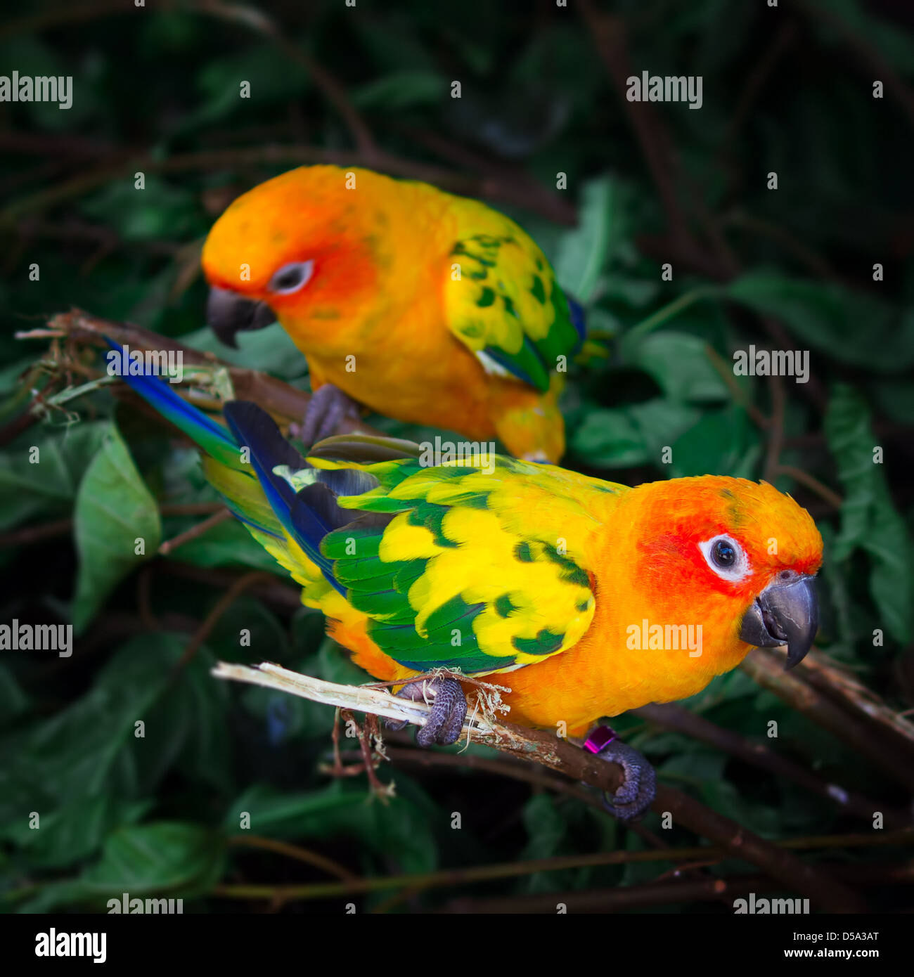 Two sun conures parrots are sitting on a tree branch. Square ...