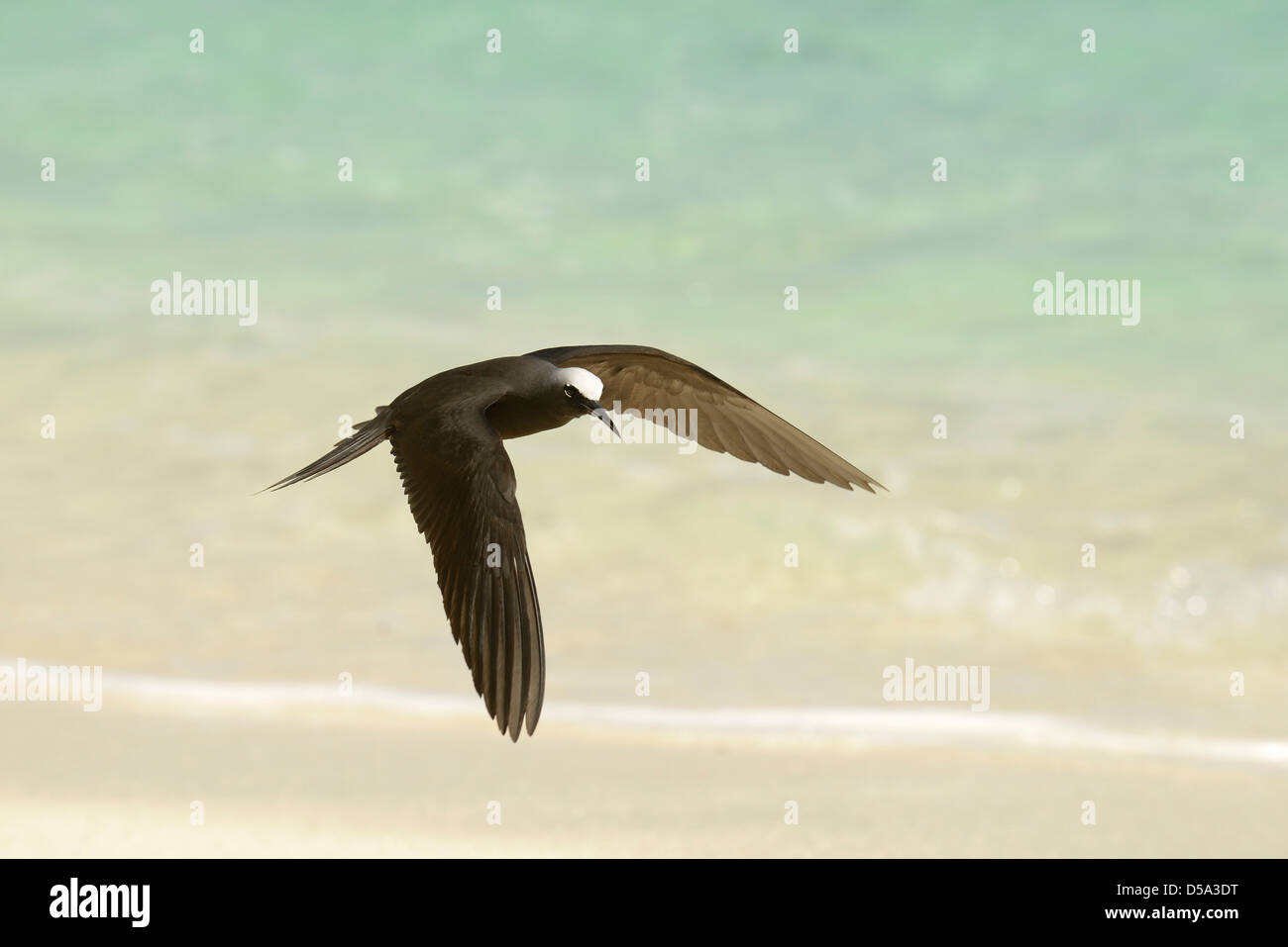 Black Noddy Tern ( Anous minutus) in flight over the beach, Queensland ...