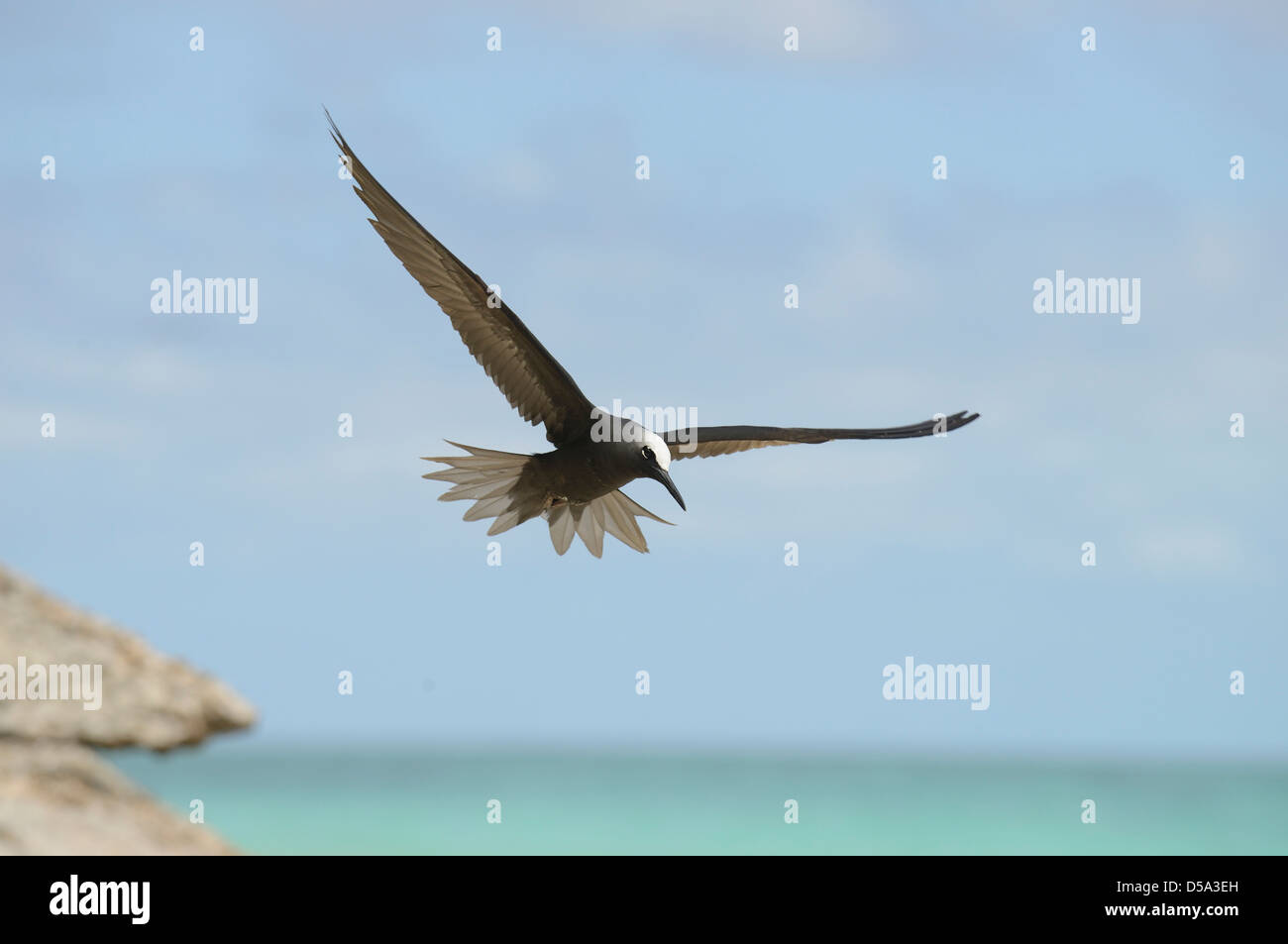 Black Noddy Tern ( Anous minutus) in flight over the sea, Queensland ...