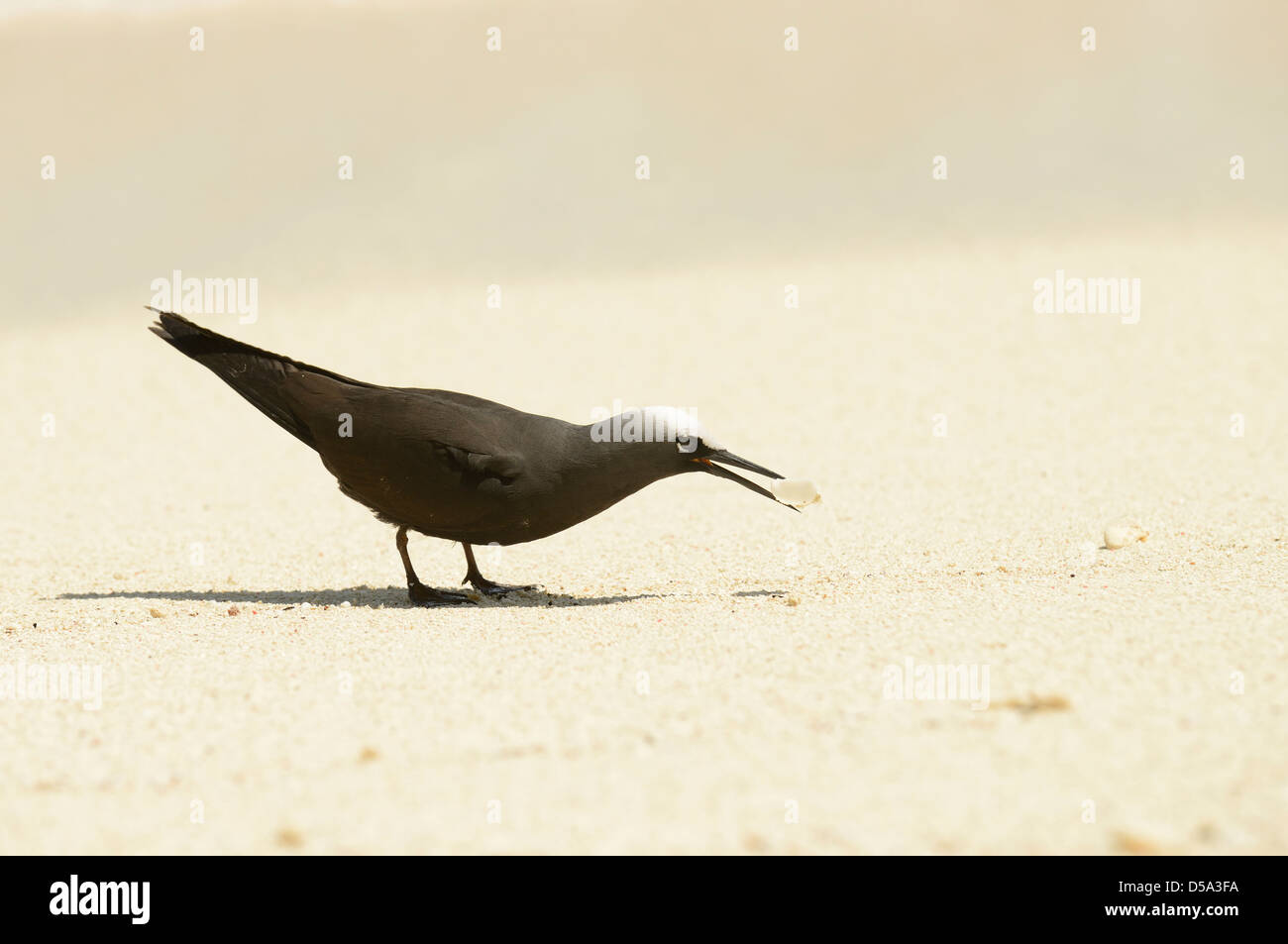 Black Noddy Tern ( Anous minutus) picking up small piece of coral from ...