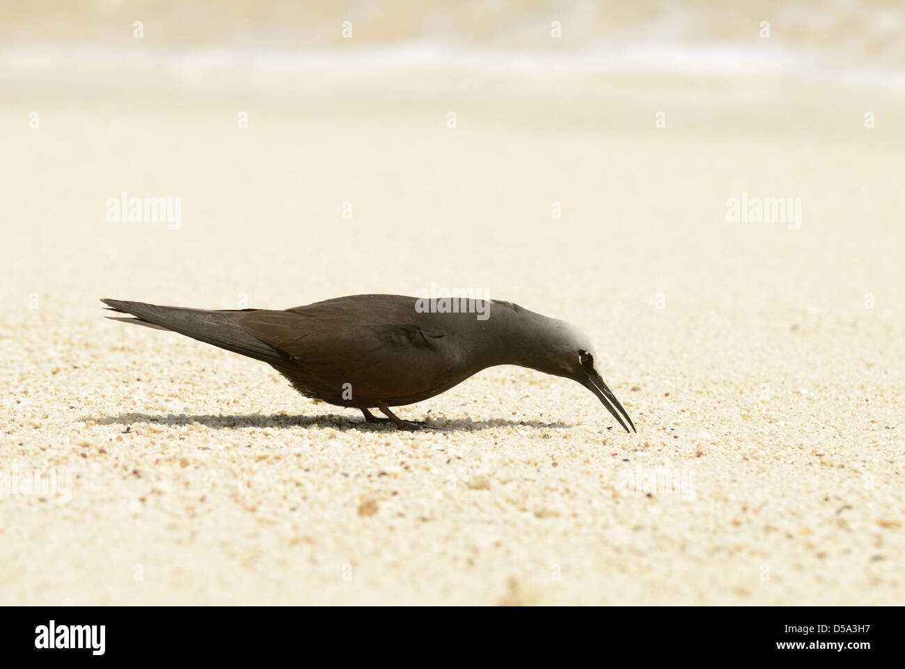 Black Noddy Tern ( Anous minutus) picking up small piece of coral from ...