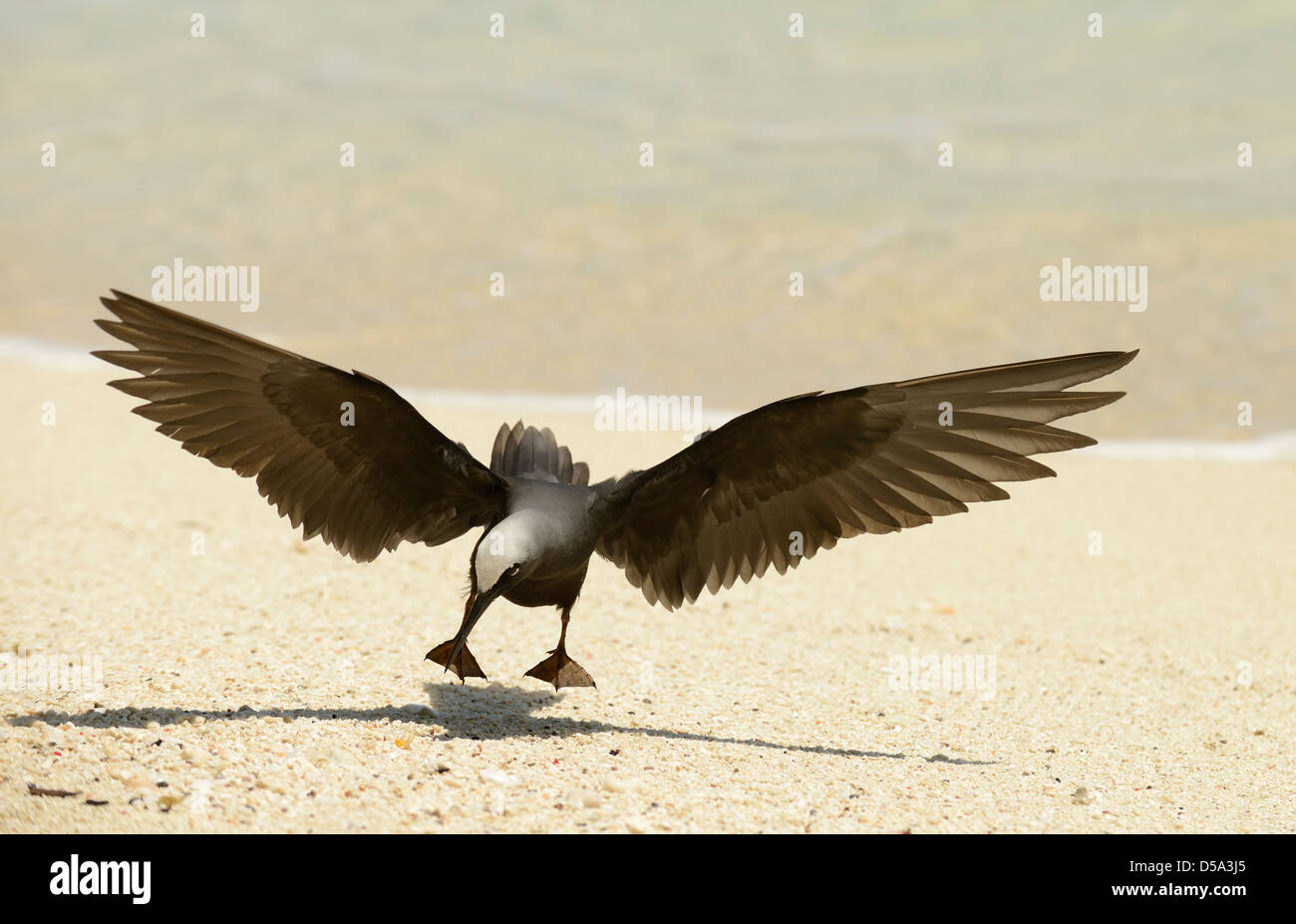 Black Noddy Tern ( Anous minutus) about to land on the beach ...