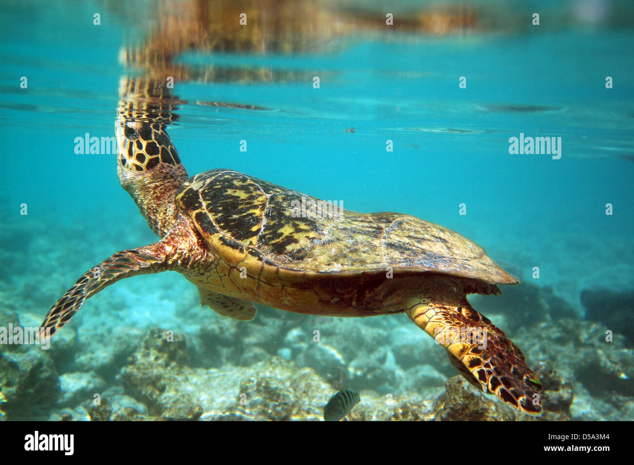 Hawksbill sea turtle swim hi-res stock photography and images - Alamy