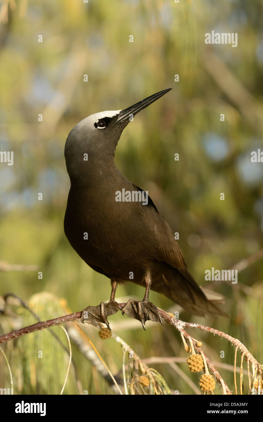 Black Noddy Tern ( Anous minutus) perched on tree branch, Queensland ...