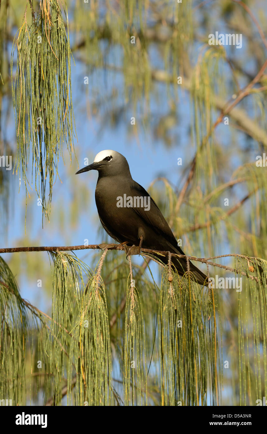 Black Noddy Tern ( Anous minutus) perched on tree branch, Queensland ...
