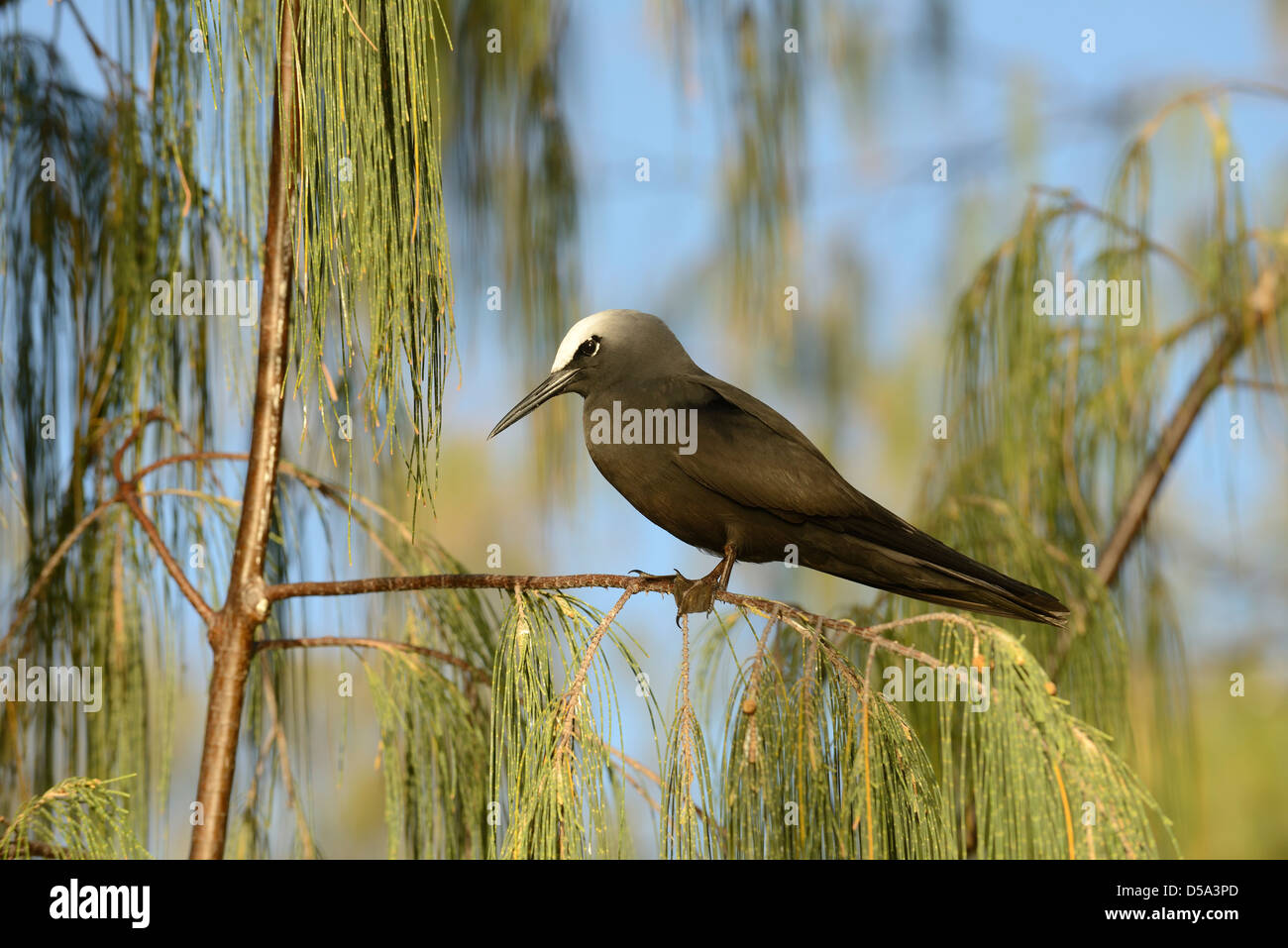 Black Noddy Tern ( Anous minutus) perched in tree, Queensland ...