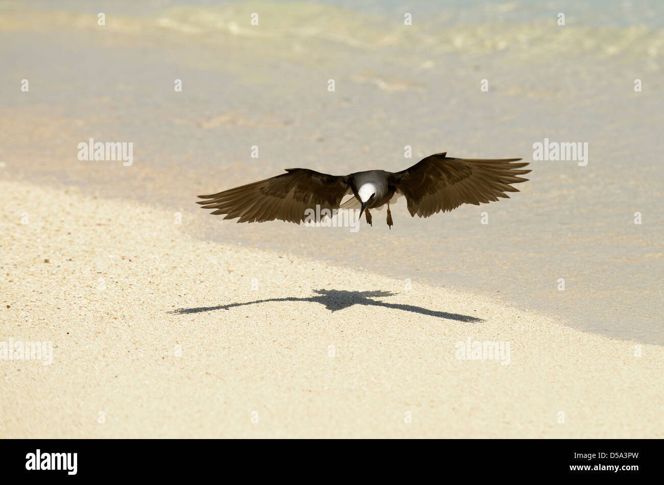 Black Noddy Tern ( Anous minutus) about to land on the beach ...
