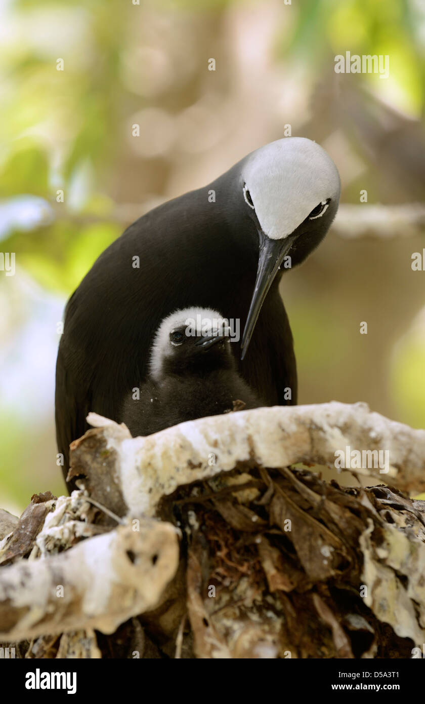 Black Noddy High Resolution Stock Photography and Images - Alamy
