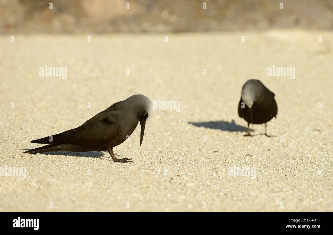 Black Noddy Tern ( Anous minutus) pair standing on the beach, in ...