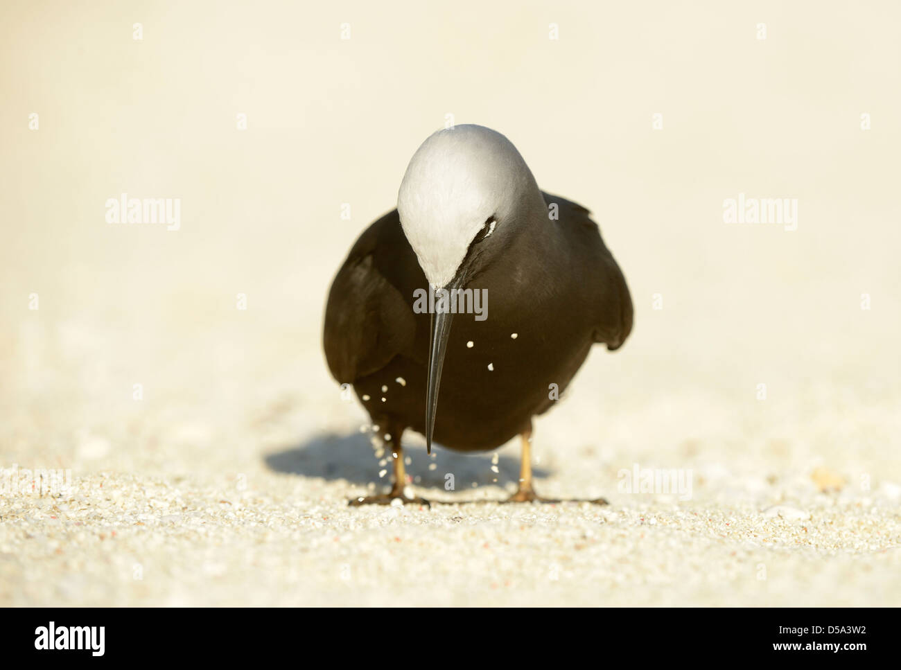 Black Noddy Tern ( Anous minutus) adult standing on the beach, pecking ...