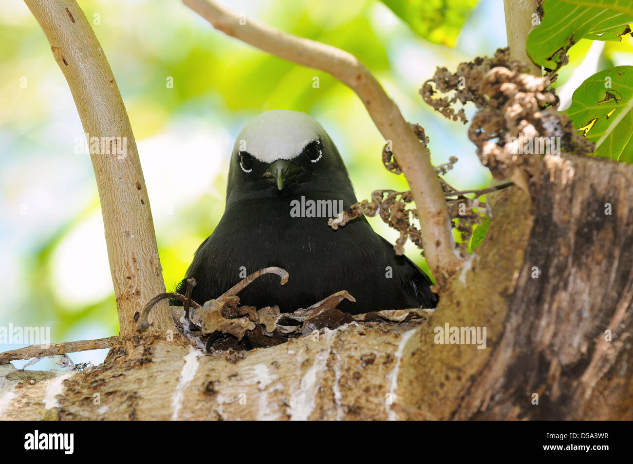 Black Noddy Tern ( Anous minutus) adult sat on nest, Queensland ...