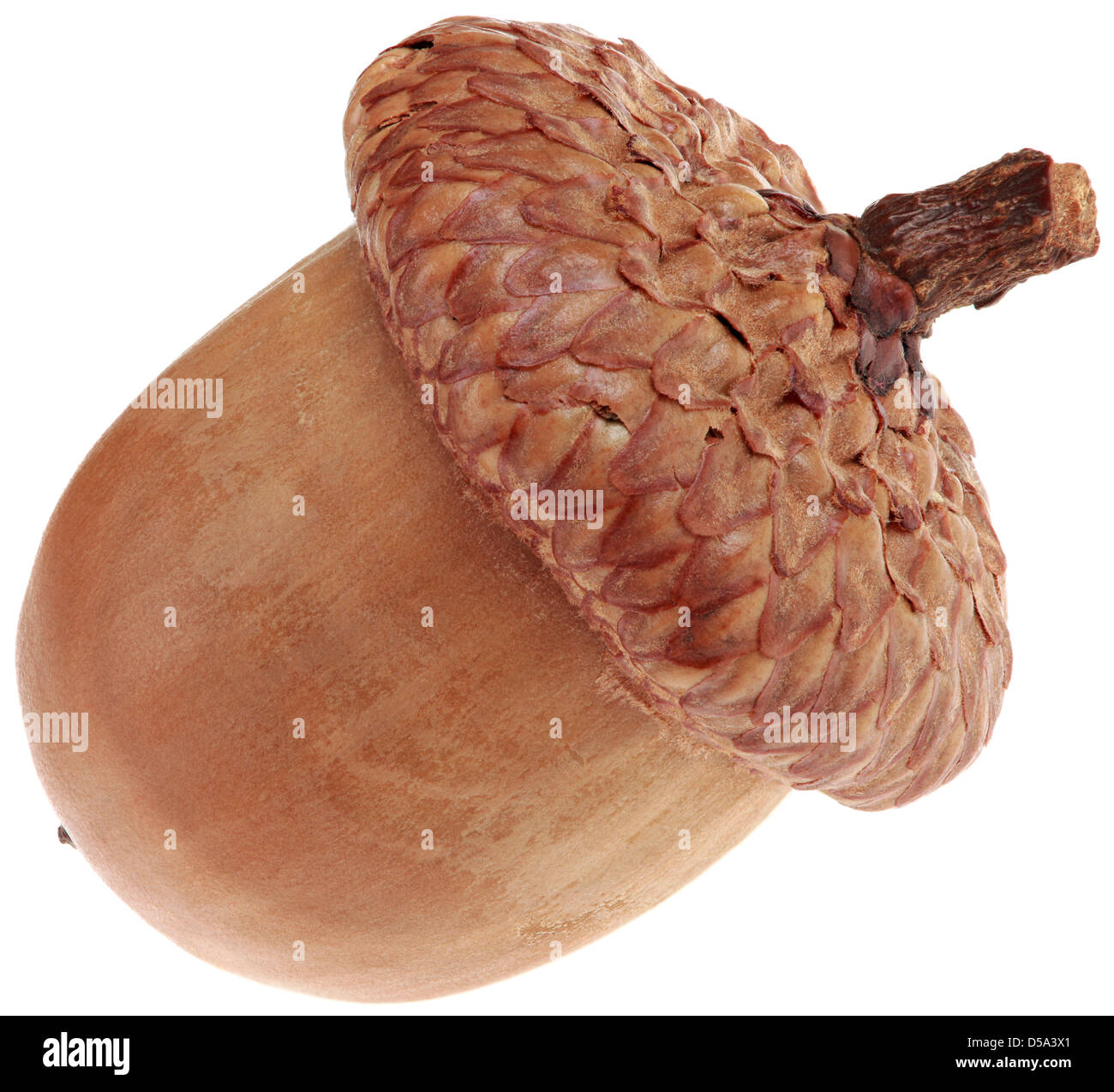 Dry Acorn Isolated on White Background Stock Photo - Alamy