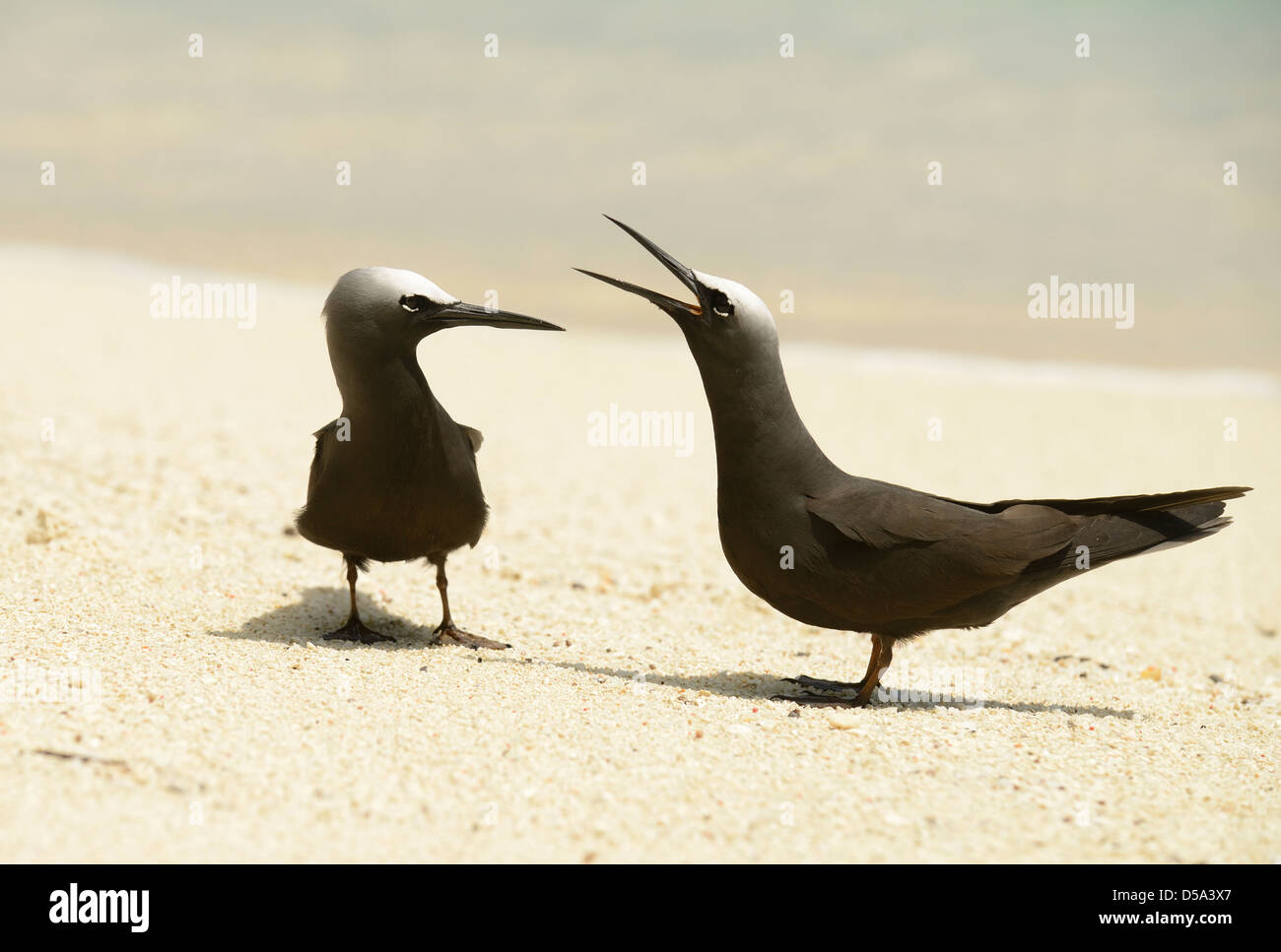 Black Noddy Tern ( Anous minutus) pair standing on the beach, one ...