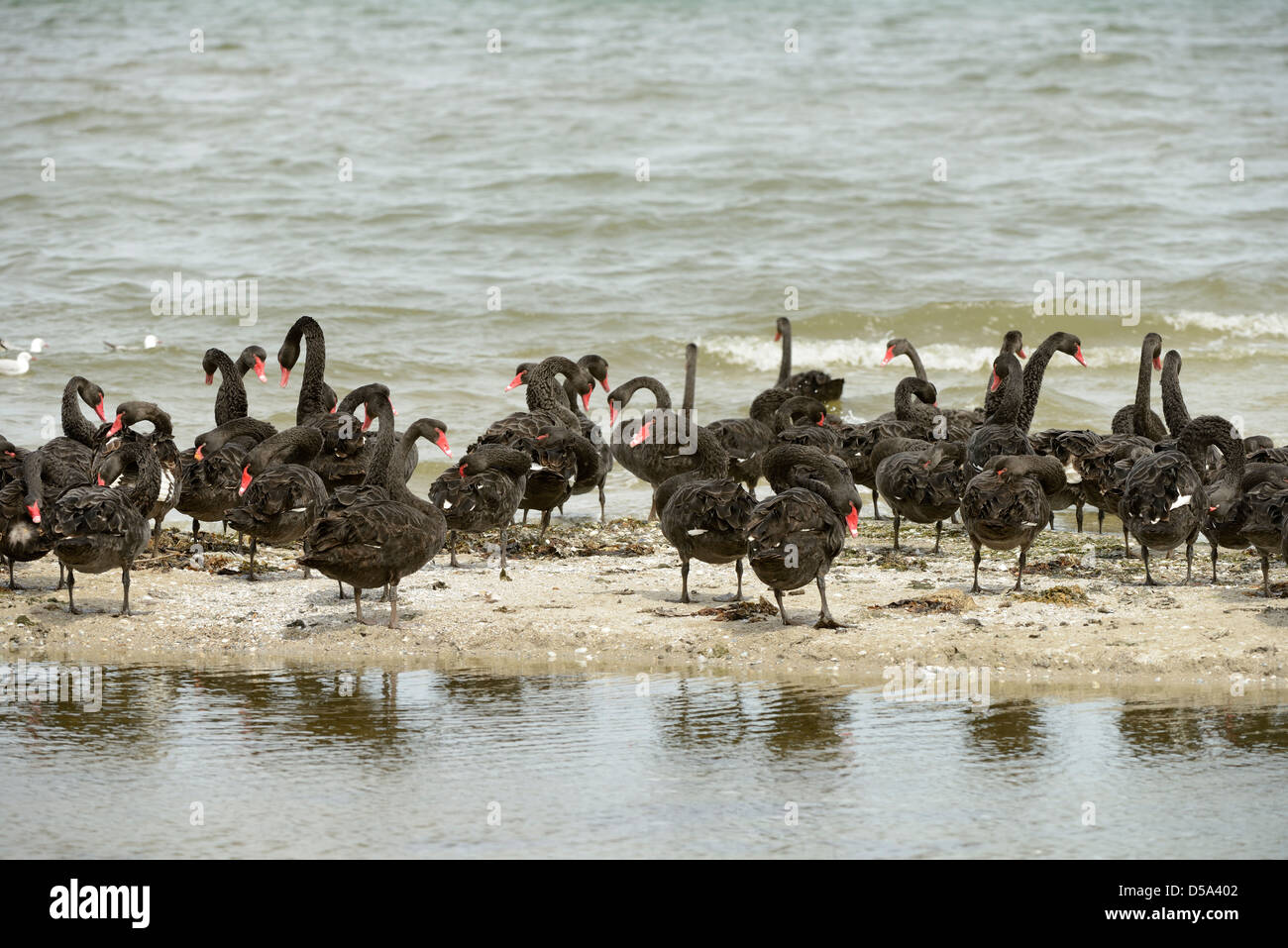 Australian Black Swan (Cygnus atratus) large group standing on sandbank ...