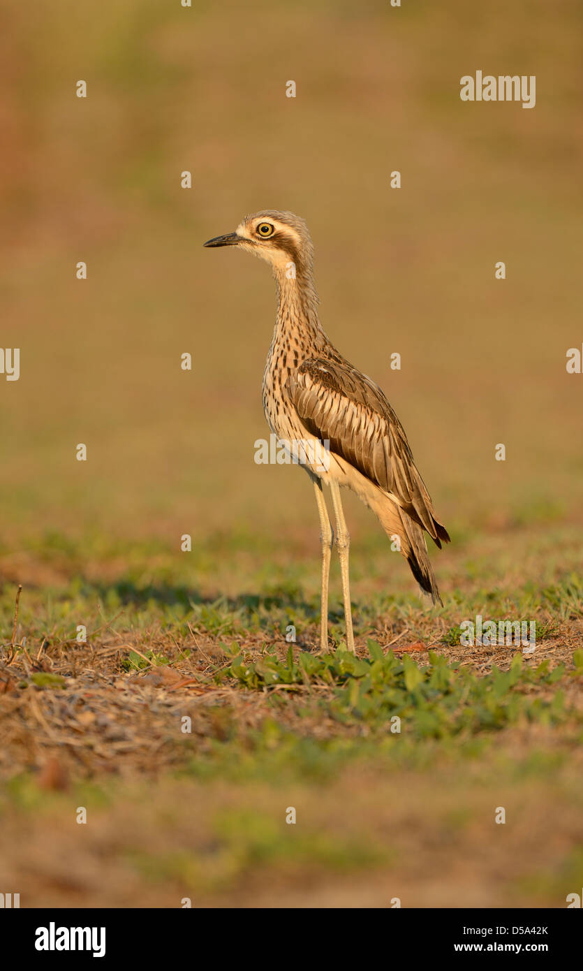 Bush stone curlew queensland australia hi-res stock photography and ...
