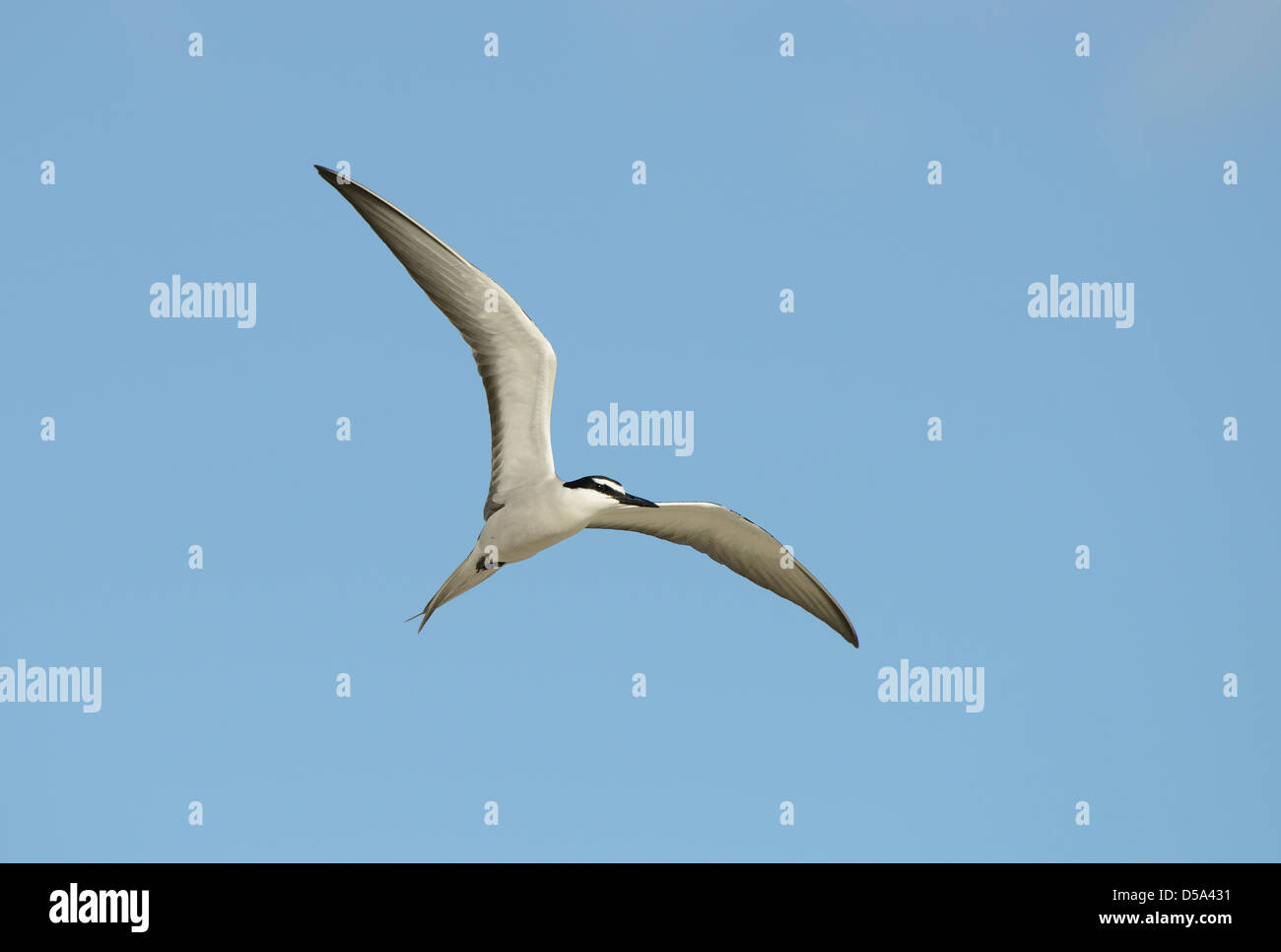 Bridled Tern (Onychoprion anaethetus) in flight, Queensland, Australia ...