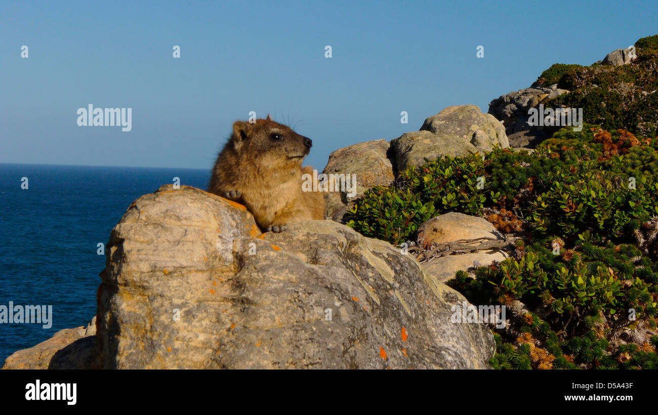 rock hyrax, procavia capensis, cape of good hope, south africa Stock ...