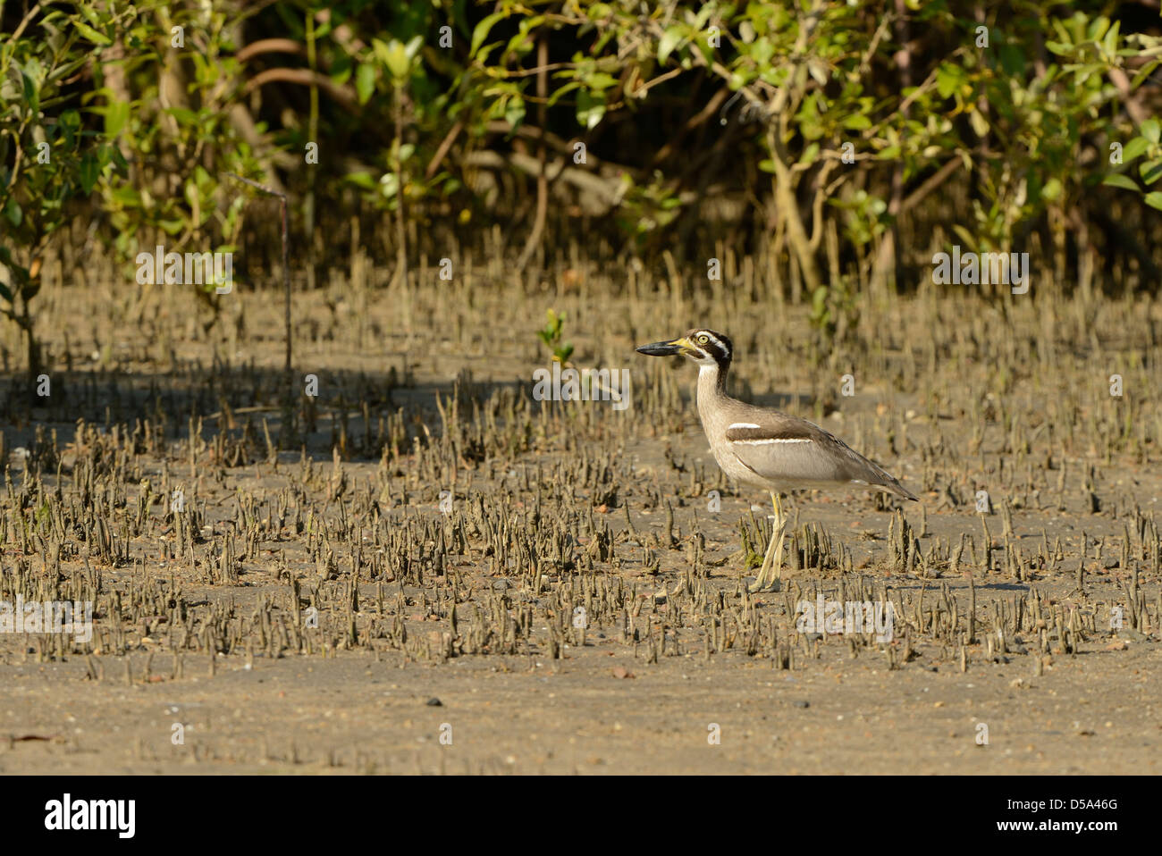 Beach Stone-curlew or Beach Thick-knee (Esacus magnirostris) walking ...