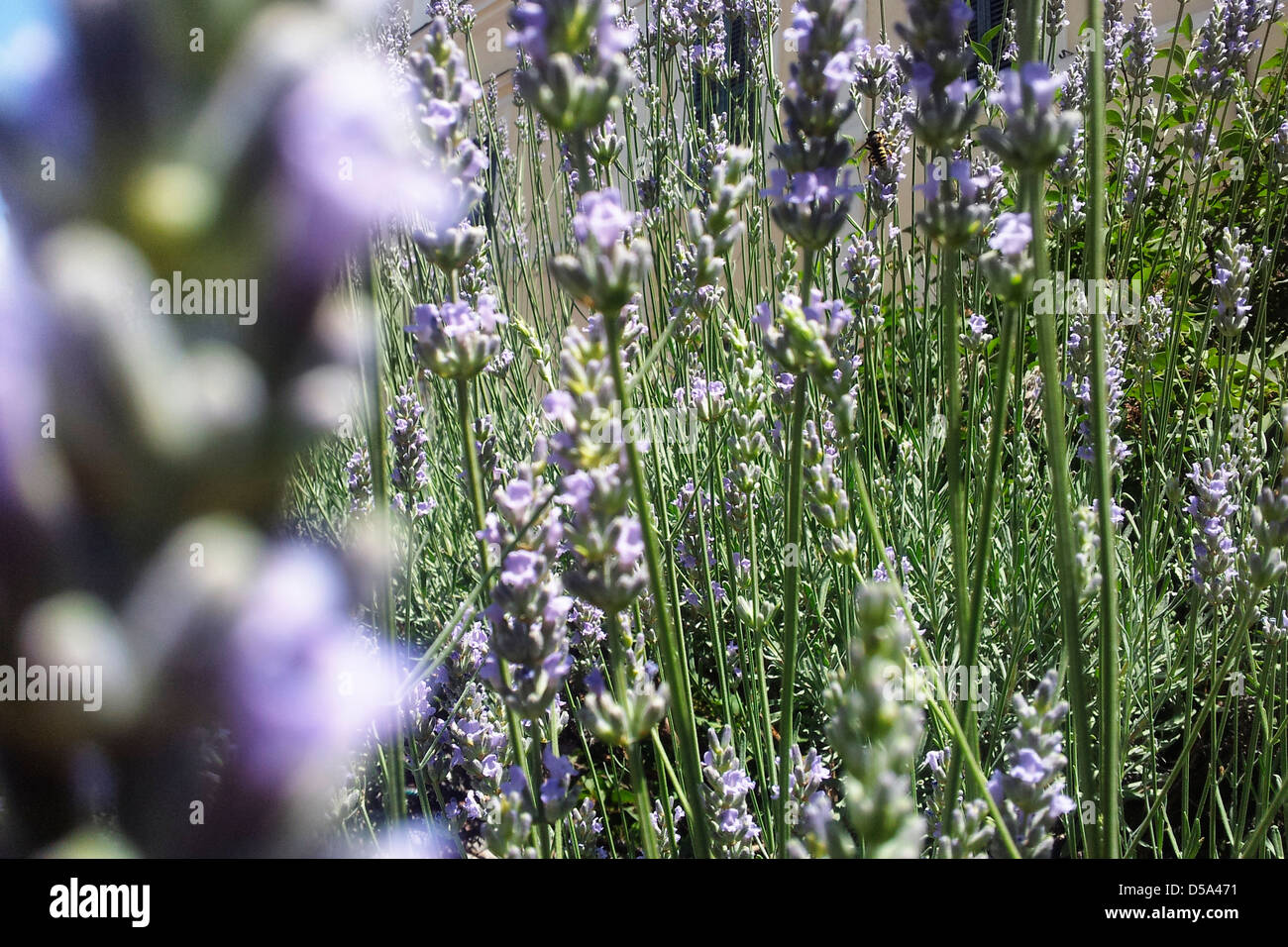 Blooming lavandula flowers hi-res stock photography and images - Alamy