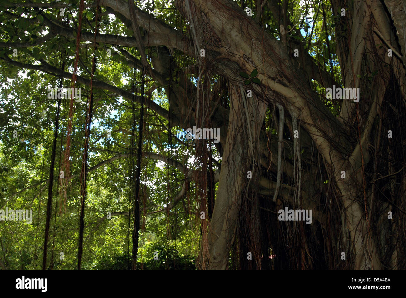 Tree with hanging vines Stock Photo - Alamy