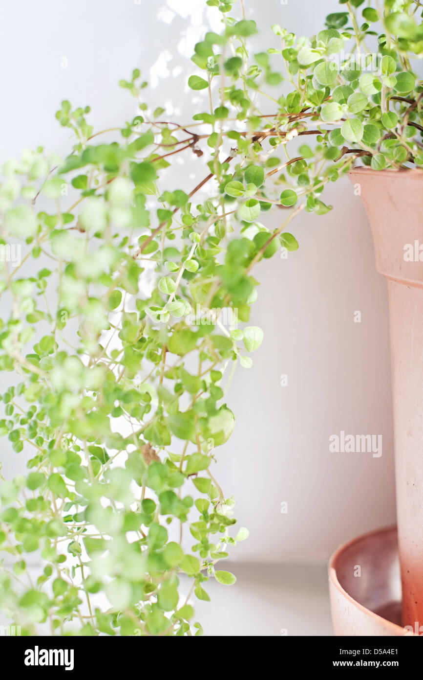 Growing An Indoor Herb Garden, marjoram growing in a pot Stock Photo ...