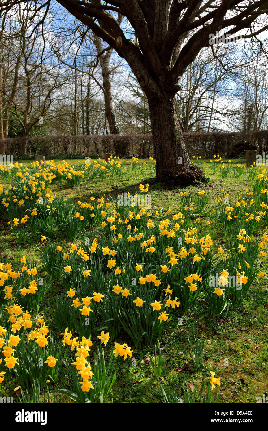 Spring Daffodil flowers, Narcissus pseudonarcissus Stock Photo - Alamy