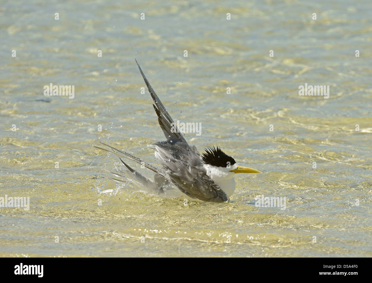 Greater Crested or Swift Tern (Thalasseus bergii) bathing in shallow ...