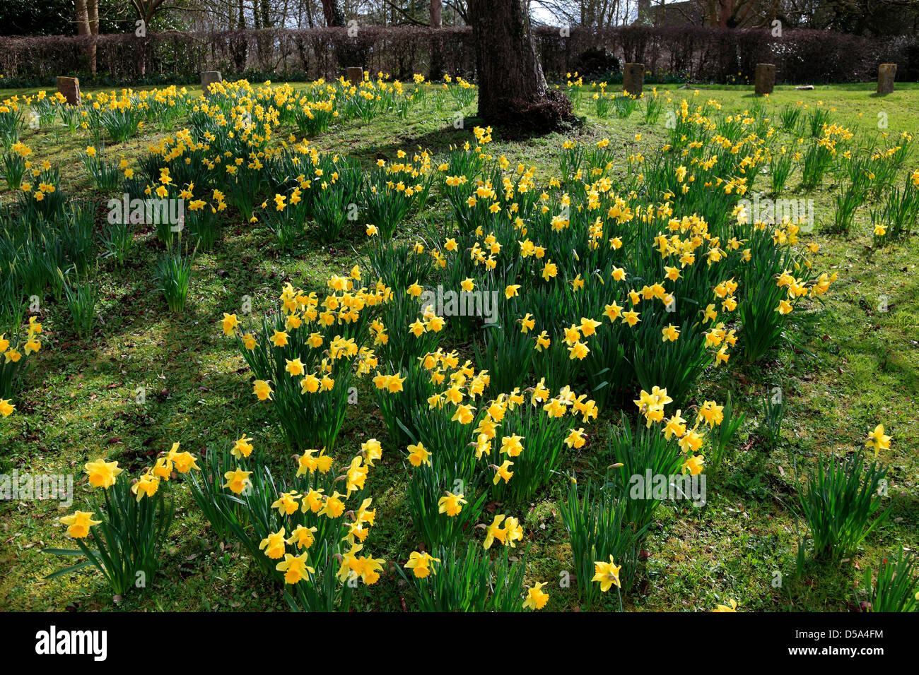 Spring Daffodil flowers, Narcissus pseudonarcissus Stock Photo - Alamy