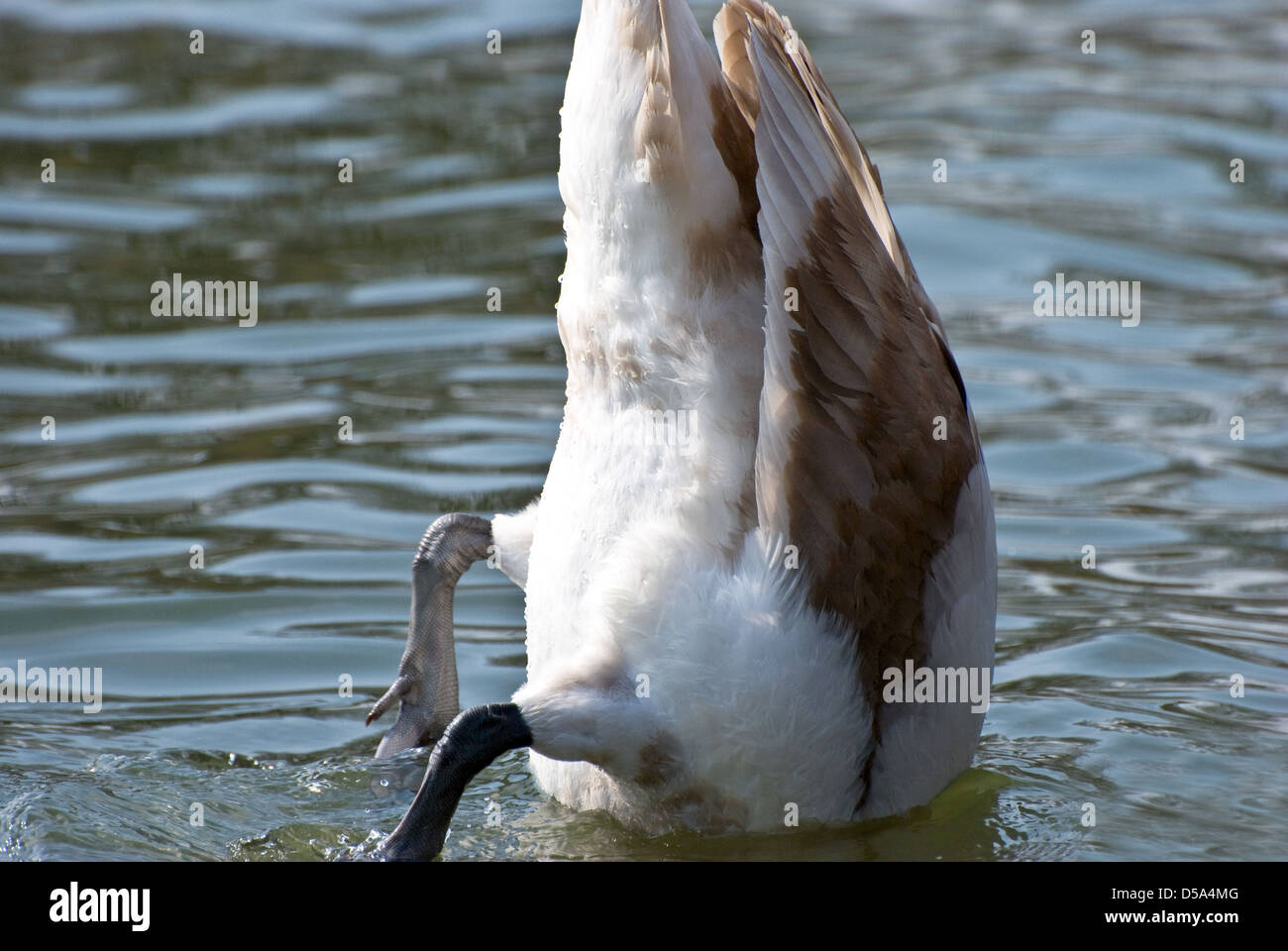 Swan bottom feeding hi-res stock photography and images - Alamy
