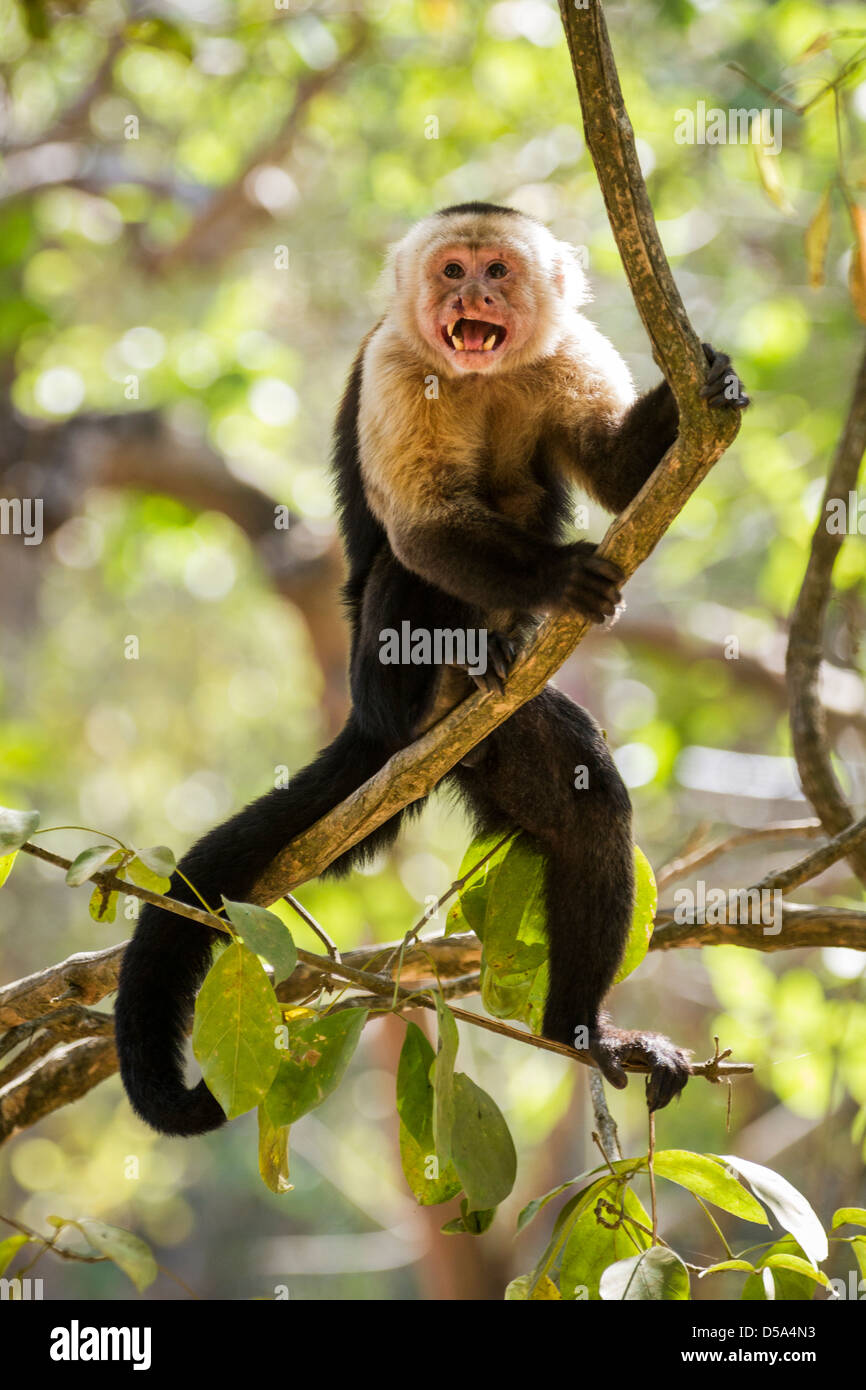White Faced Capuchin (Cebus Capucinus) Playa Montezuma, Puntarenas ...