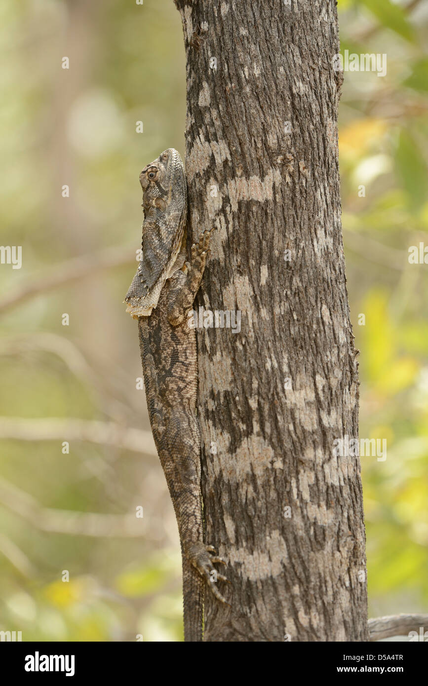 Frilled Stock Photos & Frilled Stock Images - Alamy