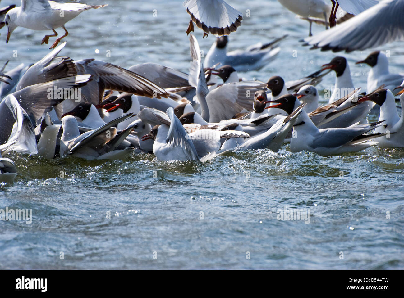 Mob of birds feeding Stock Photo - Alamy