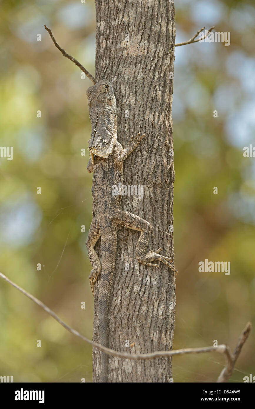 Frilled lizard hi-res stock photography and images - Alamy
