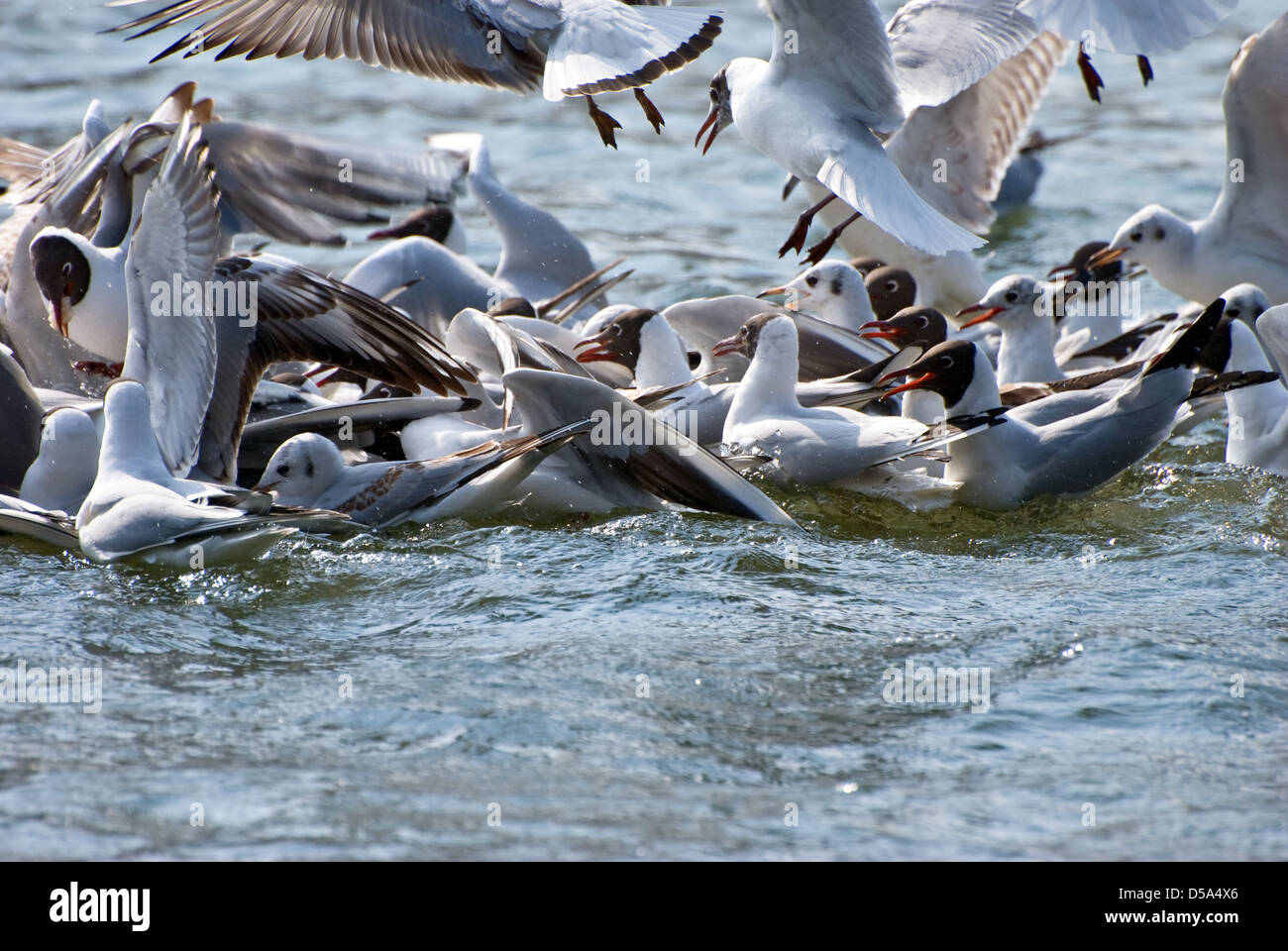 Mob of birds feeding Stock Photo - Alamy