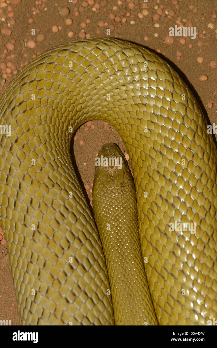 Inland taipan snake australia hi-res stock photography and images - Alamy