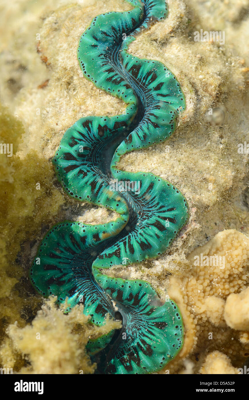 Little Giant Clam (Tridacna crocea) in shallow water at low tide ...