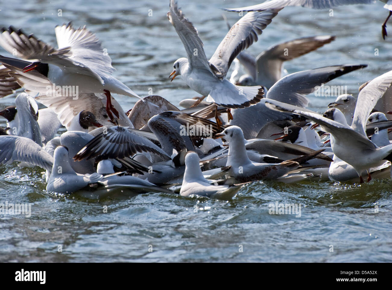Mob of birds feeding Stock Photo - Alamy